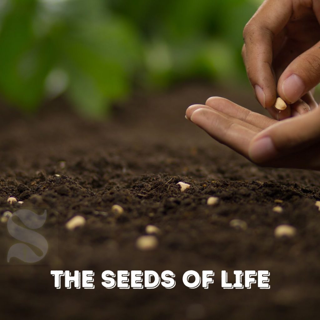 The Seeds of Life - Spiritseid
